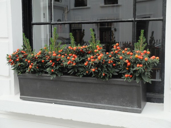 Doddington Place Gardens - » Winter Colour in Window Boxes Faversham ...