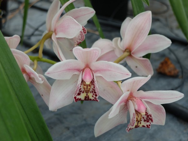 Doddington Place Gardens - » Easy English orchids Faversham ...