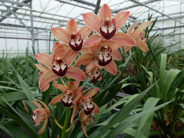 Doddington Place Gardens - » Easy English orchids Faversham ...