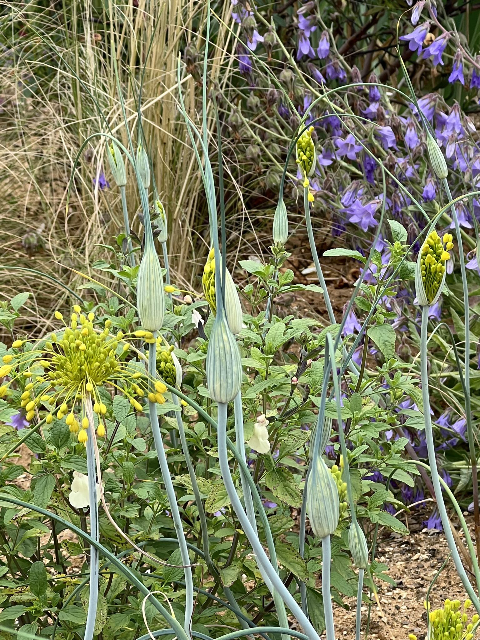 Doddington Place Gardens - » The Serge Hill Project, a Community ...